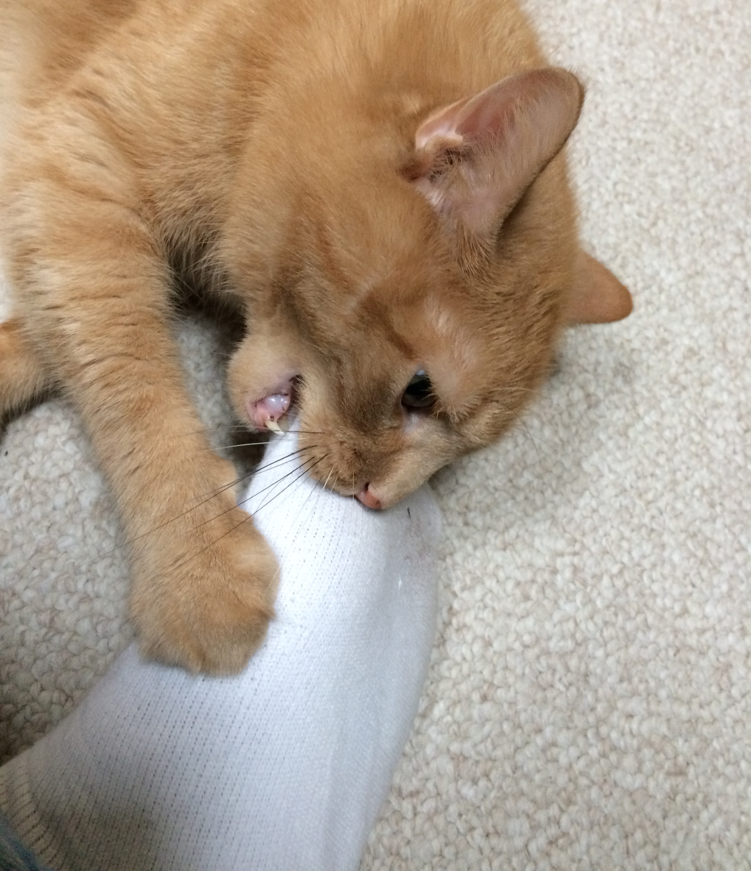 BITING KITTY